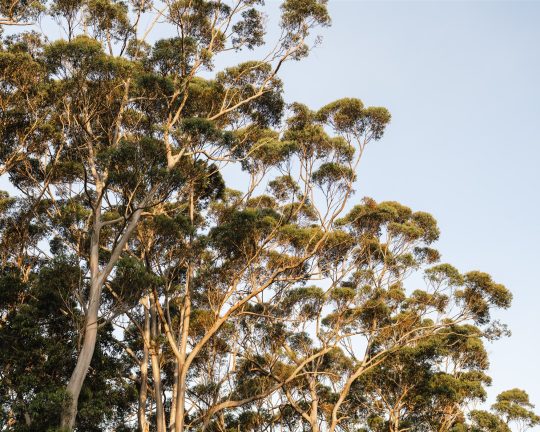 Denmark WA Accommodation | Burl | The Floating Forest